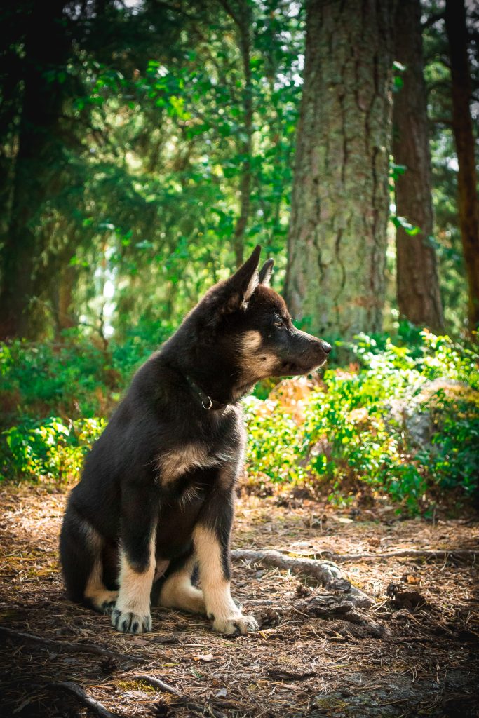 Home - Reactive Dog Gear