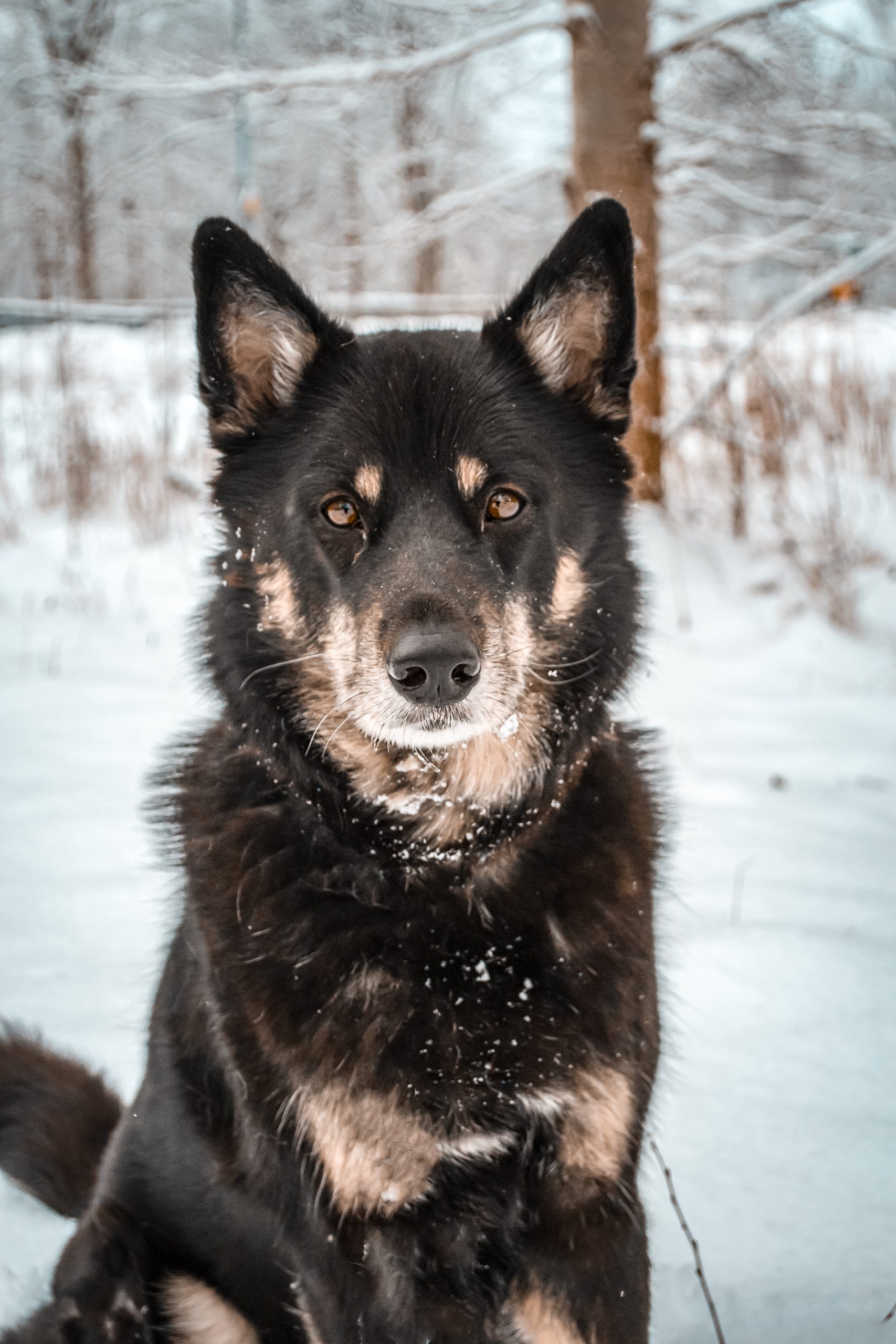 About - Reactive Dog Gear